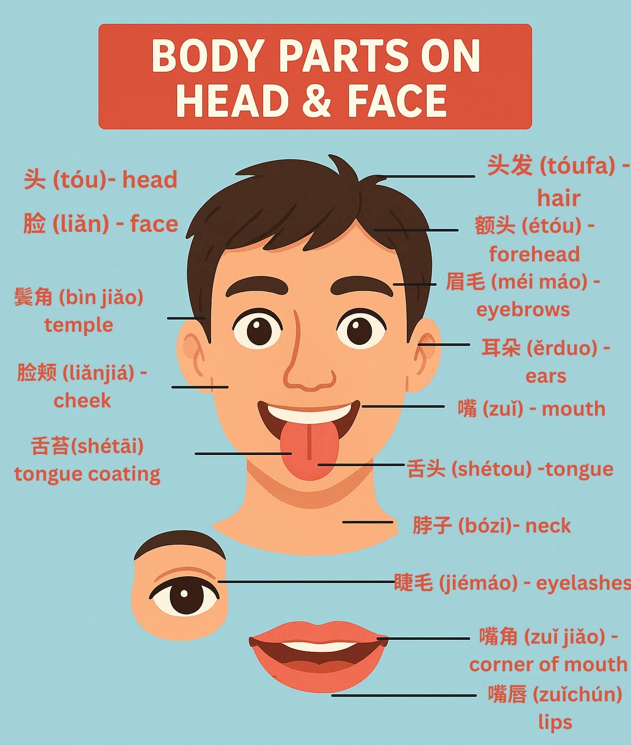 Essential Chinese Body Part Vocabulary - GoEast Mandarin